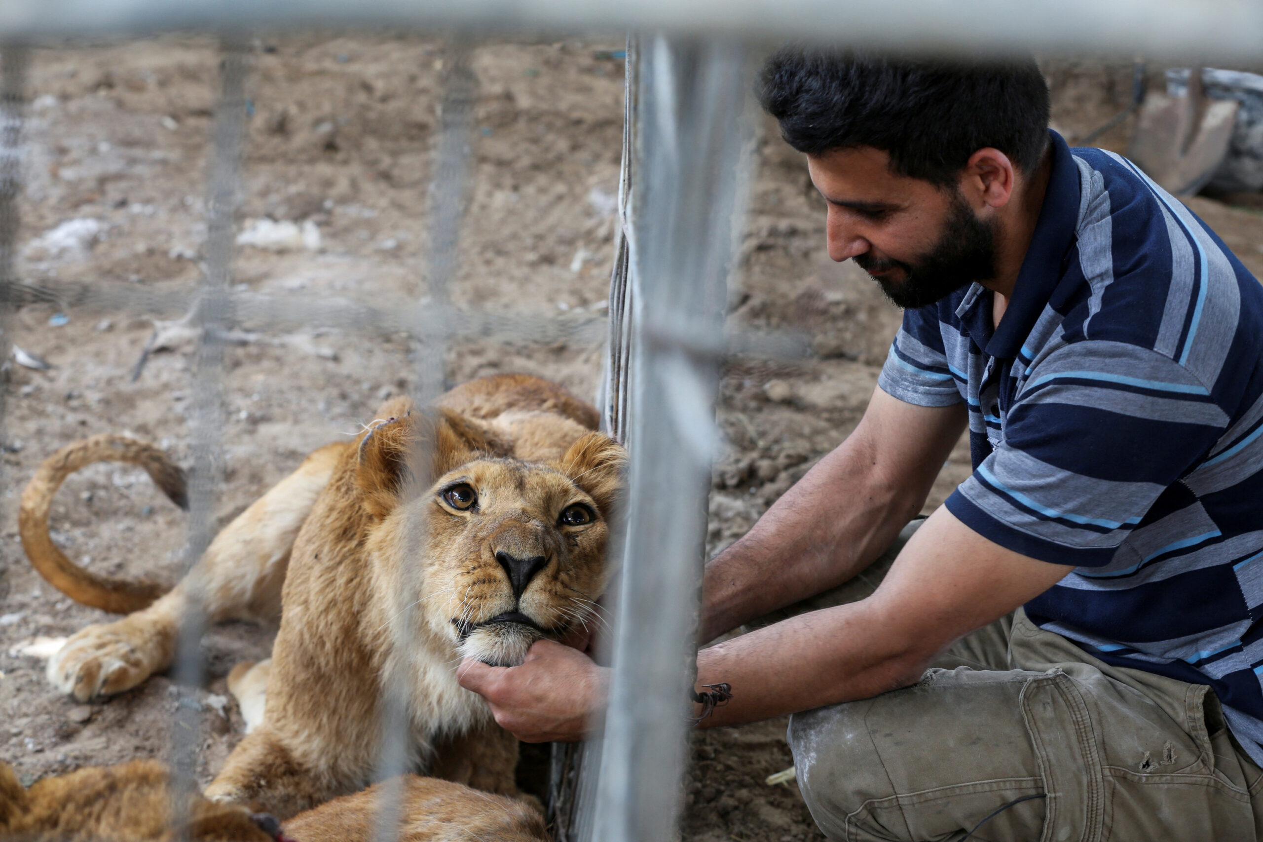 Gaza Zoo Animals Find New Home Amid War - StratNews Global