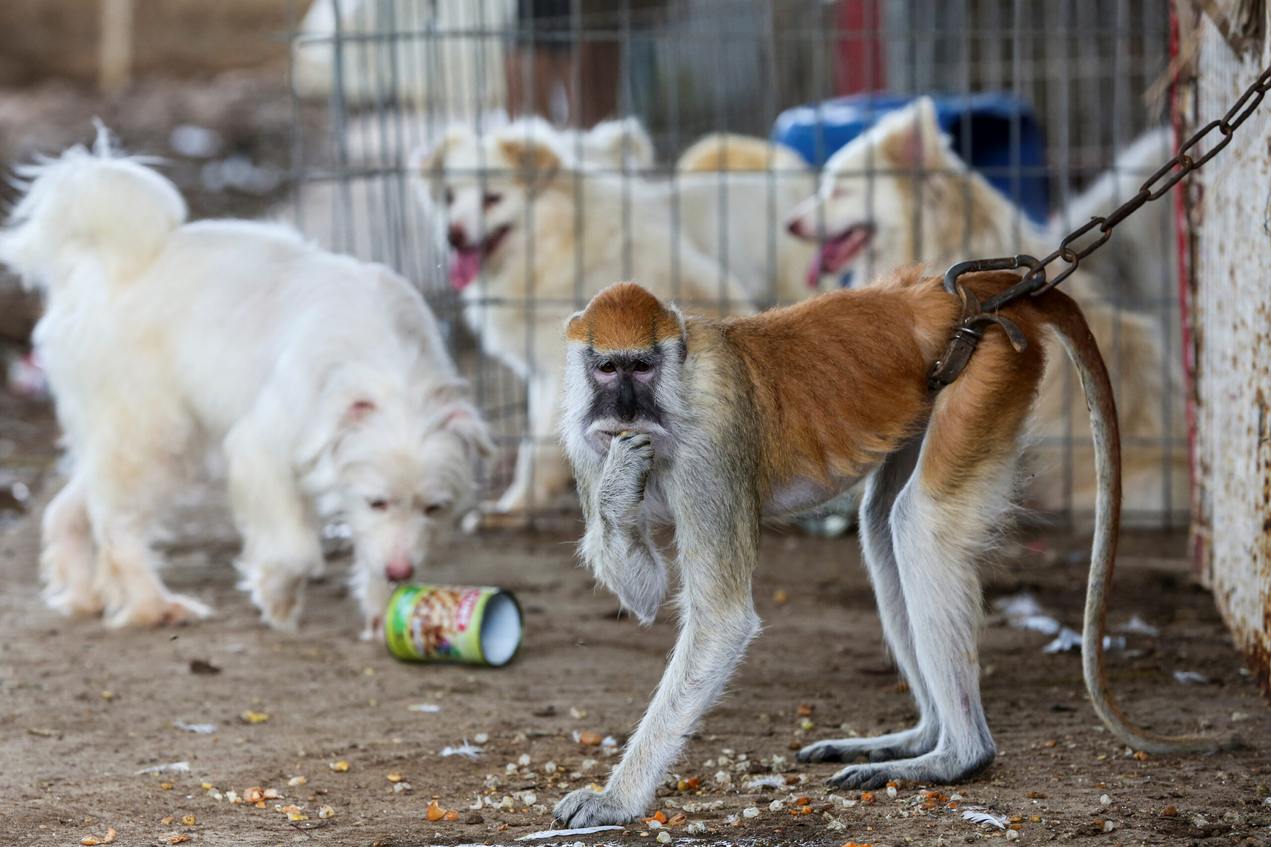 Gaza Zoo Animals Find New Home Amid War - StratNews Global