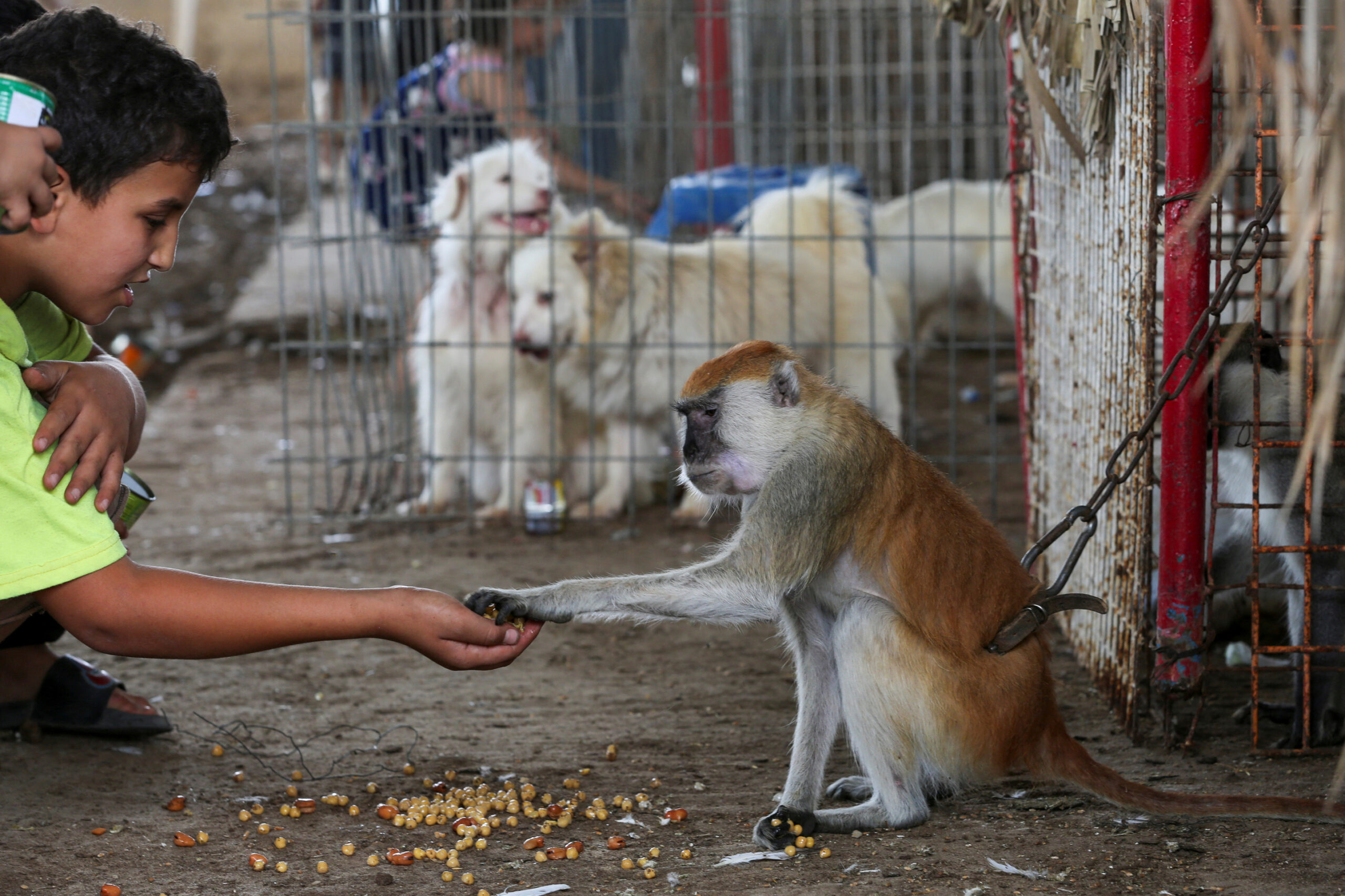 Gaza Zoo Animals Find New Home Amid War - StratNews Global
