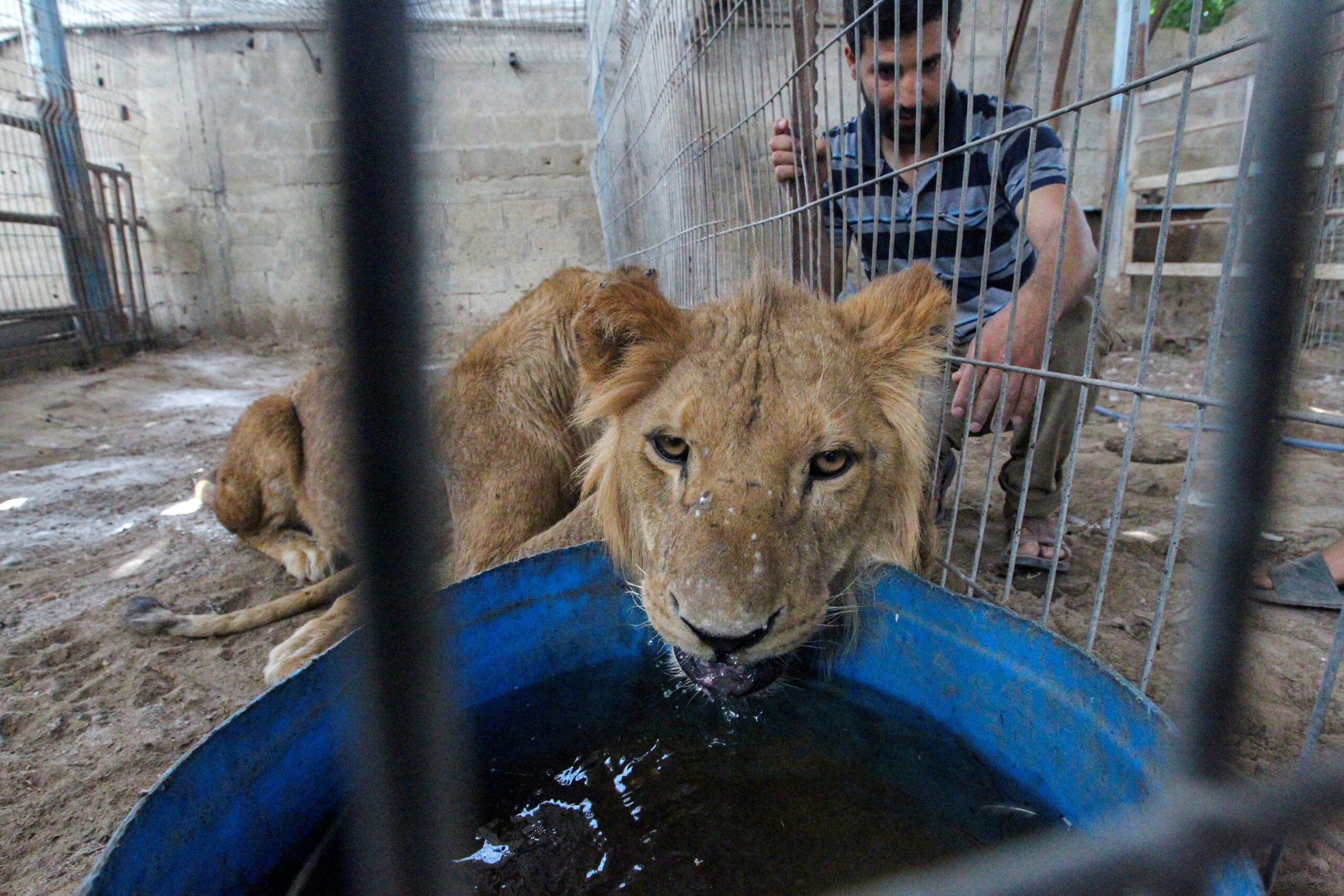 Gaza Zoo Animals Find New Home Amid War - StratNews Global