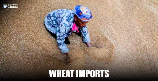 Egypt strikes deal to import over 200,000 tons of French wheat